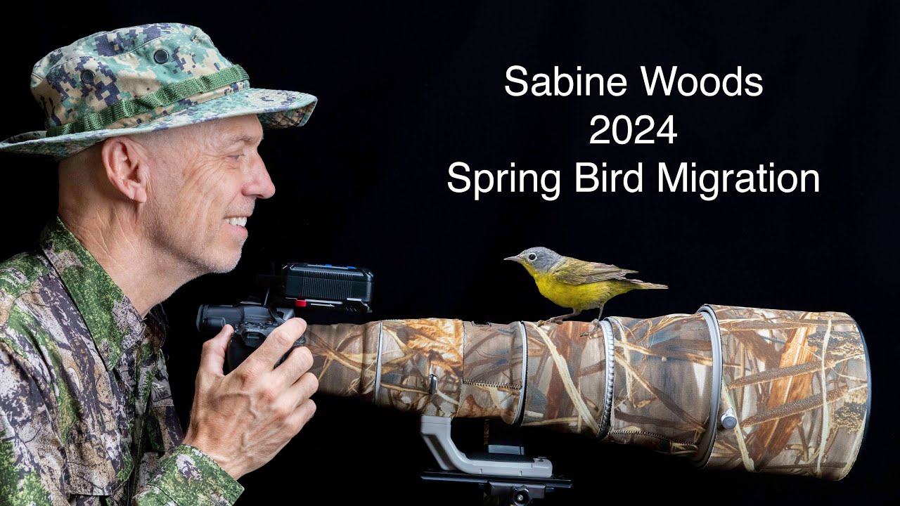 Sabine Woods 2024 Spring Bird Migration Youtube