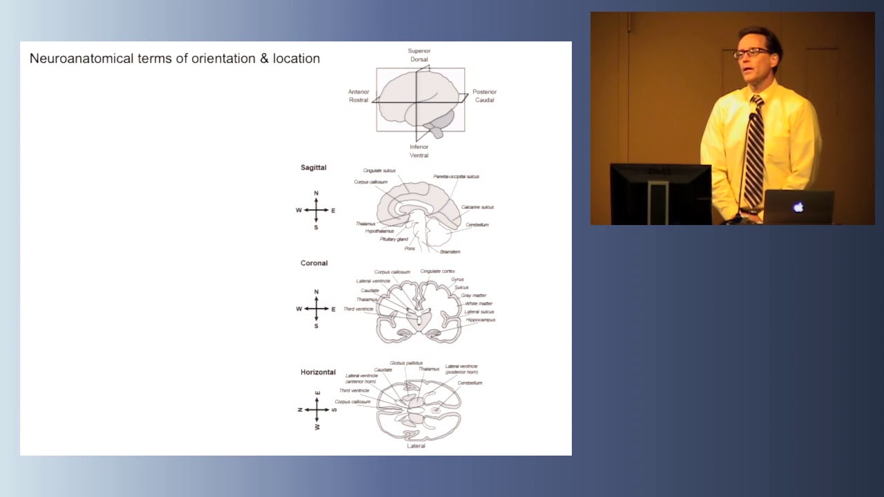 Brain Structure Youtube