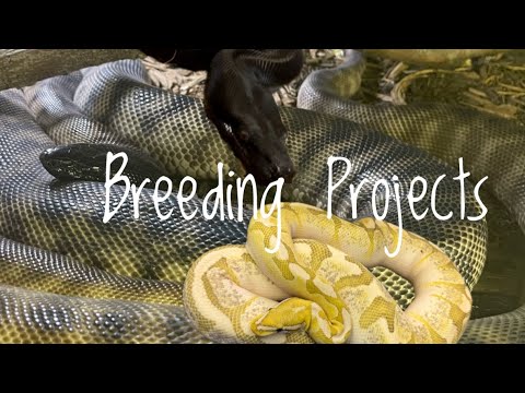 Fall Winter Breeding Projects Youtube