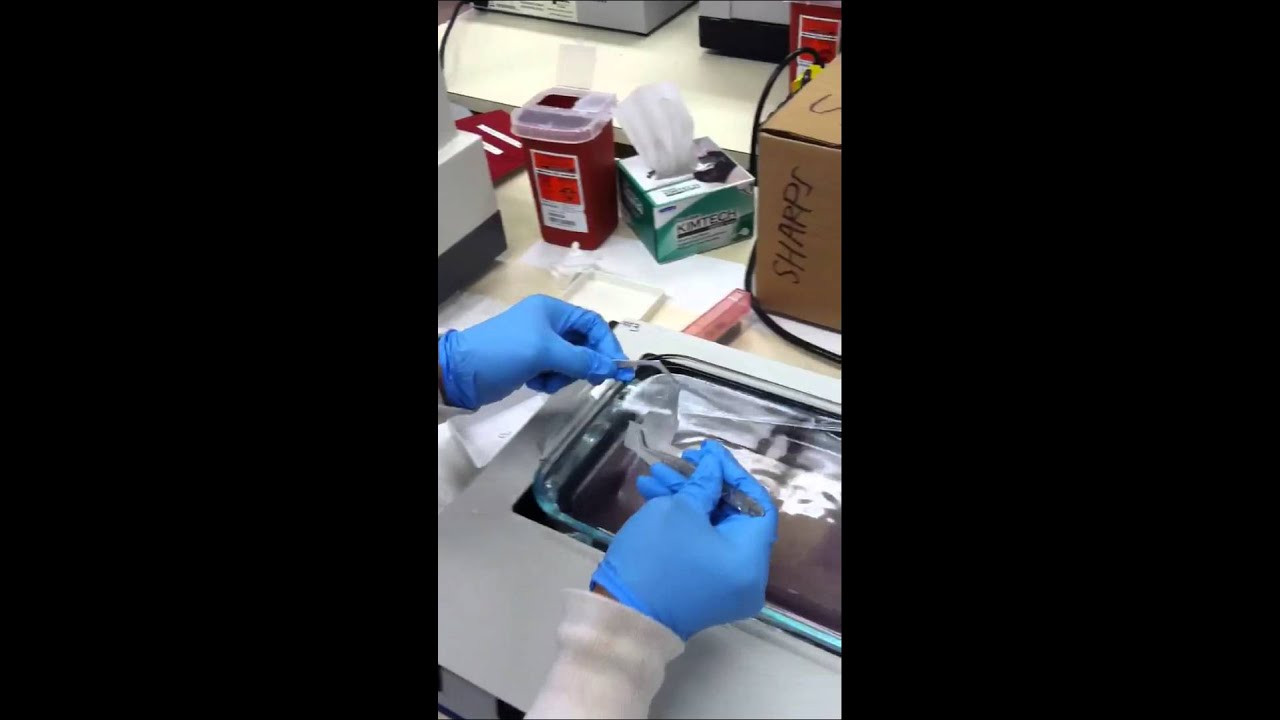 Histology Microtomy Example Youtube