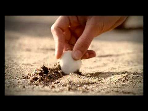 Thinkwise Psa Youtube