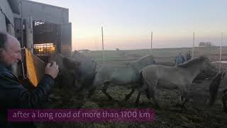 Konik Horses From Latvia To Ukraine Rewilding Danube Delta Mp3 Music ...