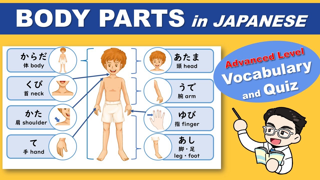 Body Parts Vocabulary In English