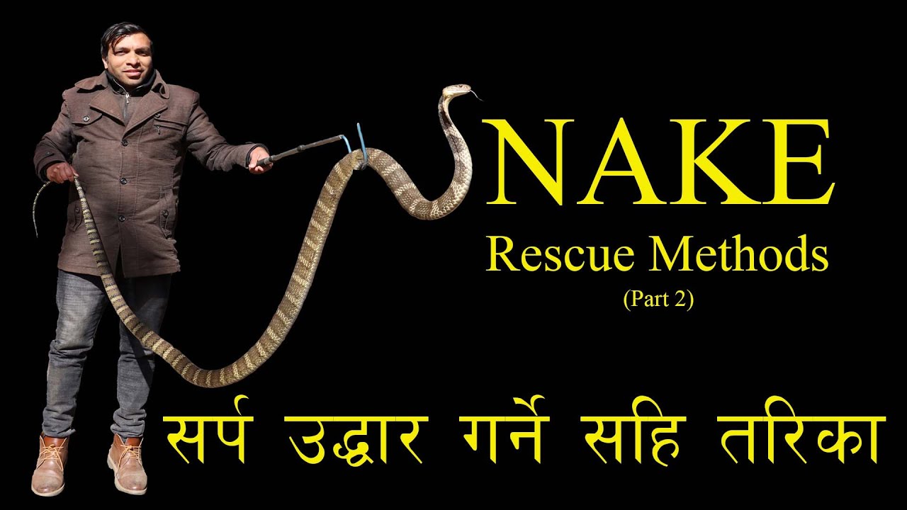 Snake Rescue Part 2 Ii Snake Rescue Methods Ii Kamal Devkota Ii Rohit