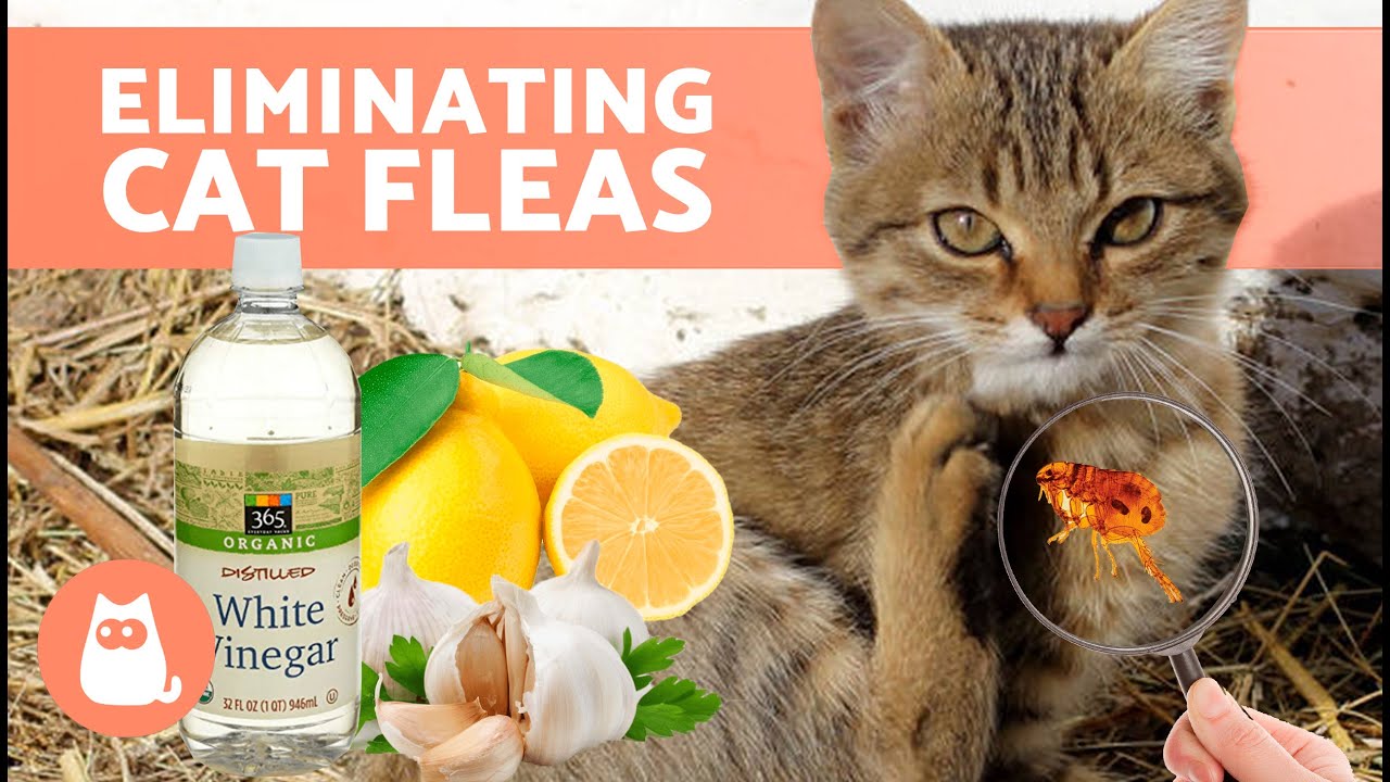Do These Home Remedies For Fleas In Cats Work рџђ рџђњ Youtube