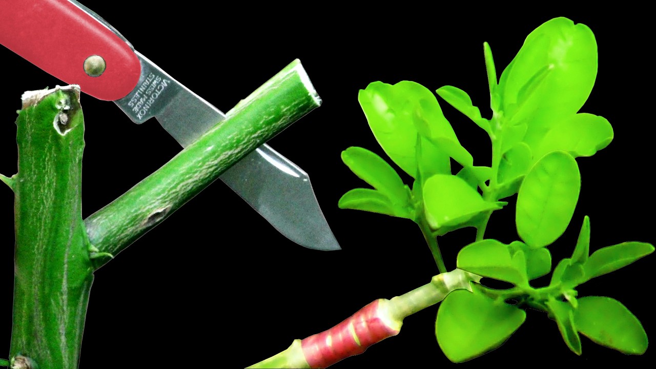 Fruit Trees Home Gardening Apple Cherry Pear Plum Grafting Citrus