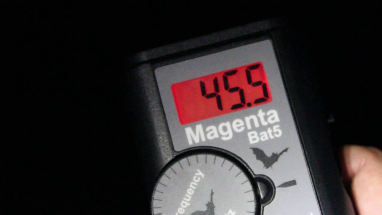 Bat Detector Test 1 Youtube
