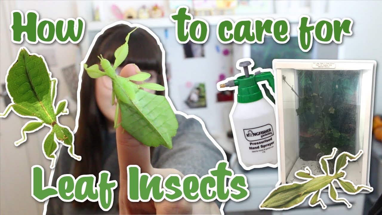How To Care For Leaf Insects Youtube
