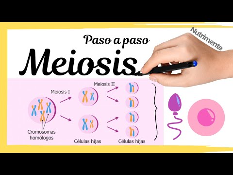 Meiosis Paso A Paso Youtube