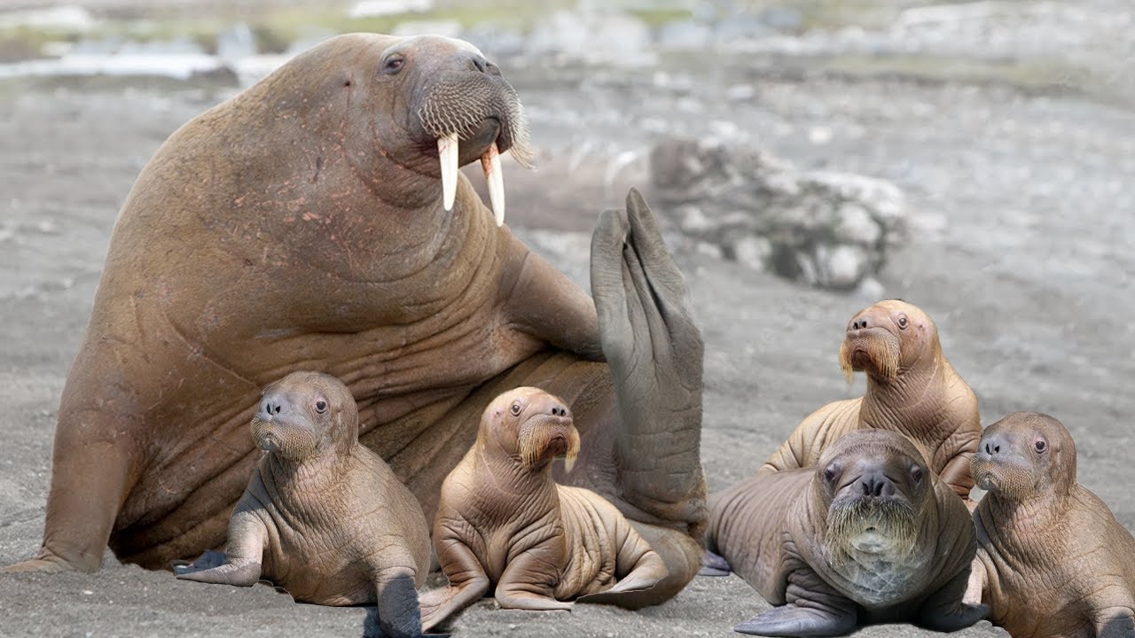 Baby Walrus