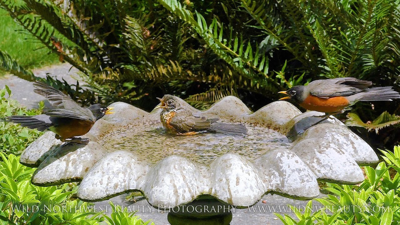 Showdown At The Bird Bath Robins Fighting Youtube