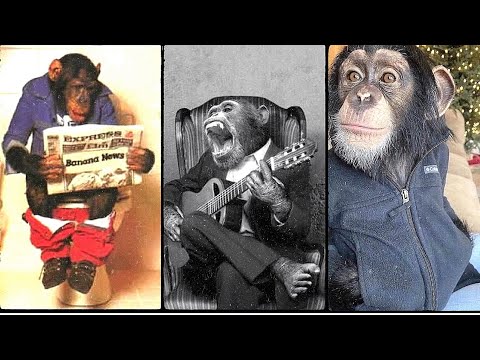 What Is The Iq Of A Chimpanzee Understanding Their Cognitive Abilities