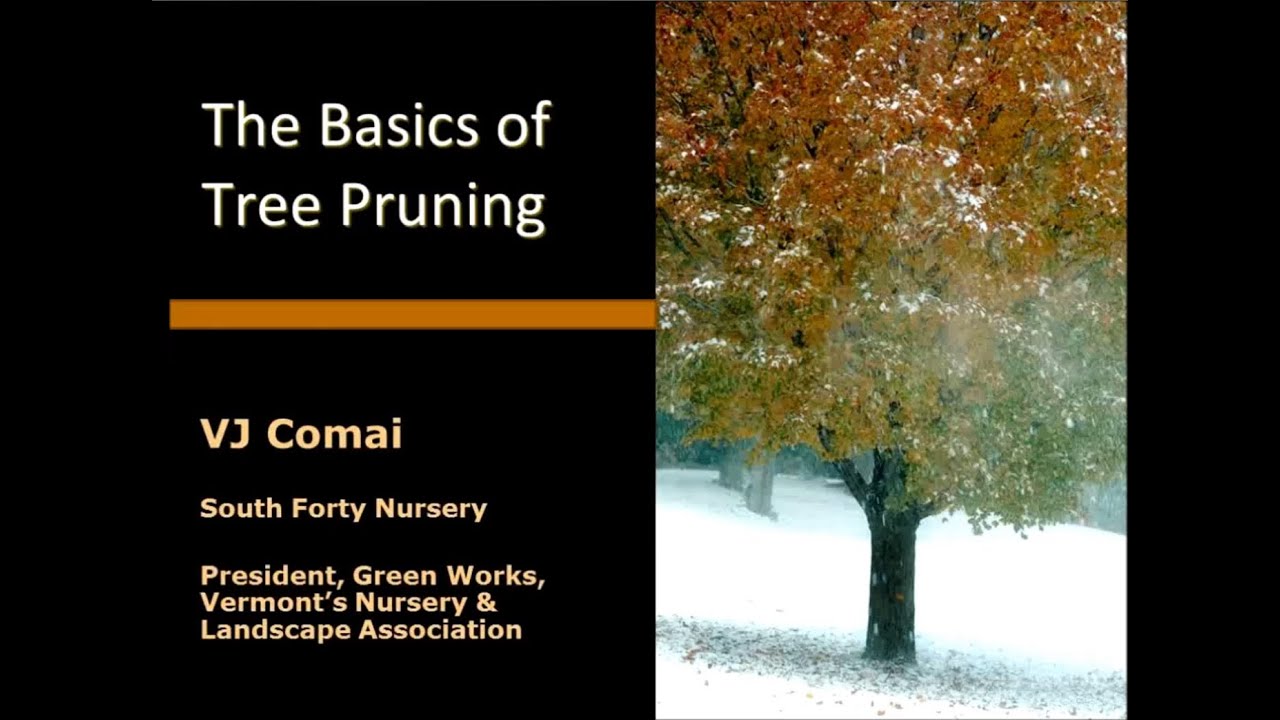 The Basics Of Tree Pruning Youtube