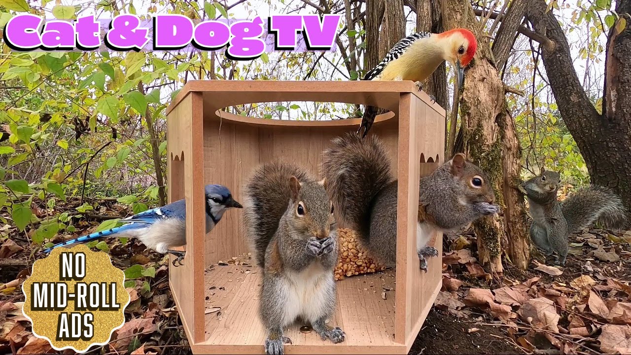 Backyard Bliss 7 Genius Ways To Attract Squirrels Birds Now