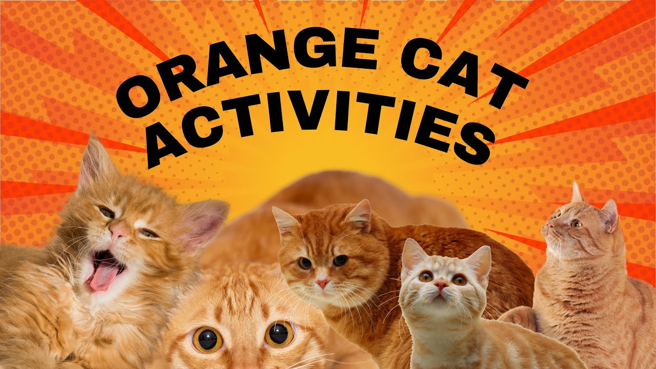 Orange Cat Activities Youtube