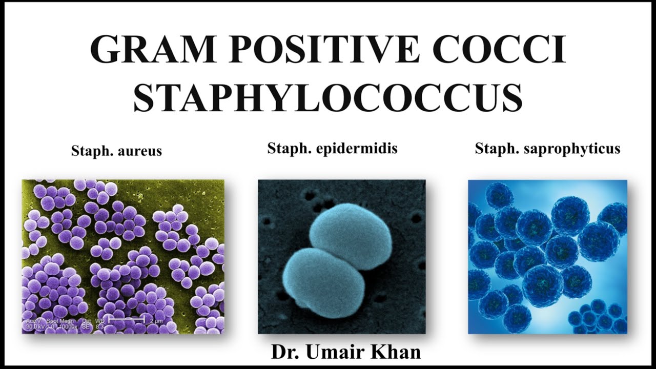 Gram Positive Cocci Staphylococcus Staph Aureus Staph