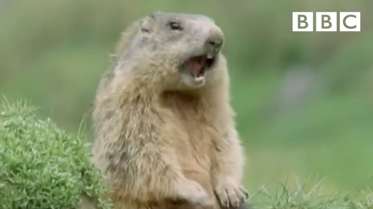 Funny Talking Animals Alan Alan Steve Walk On The Wild Side