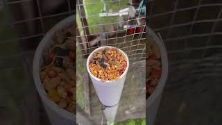 Homemade Simple Automatic Diy Chicken Feeder System Discover