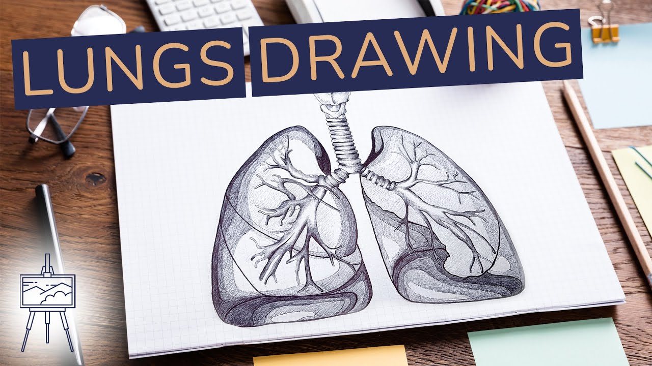 How To Draw Human Lungs Step By Step