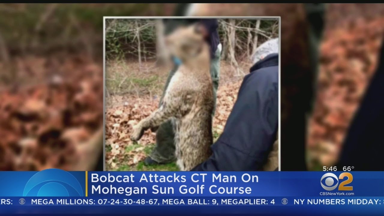 Ct Man Describes Bobcat Attack Youtube
