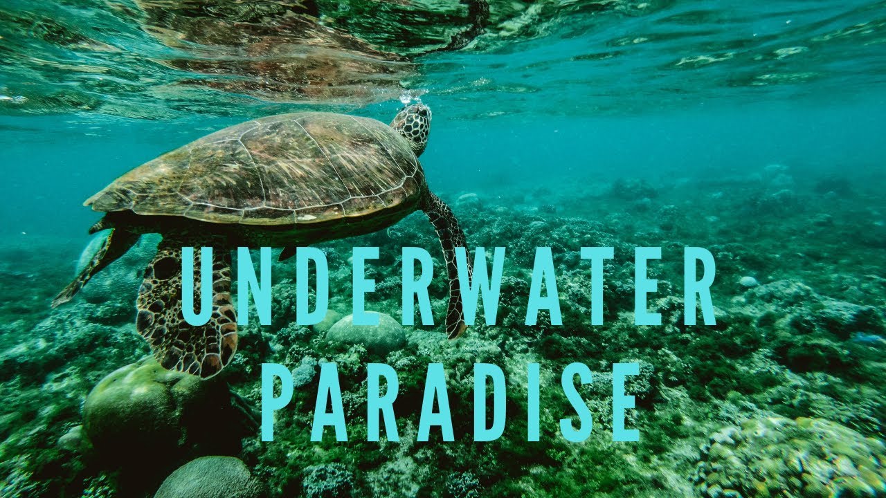 Underwater Paradise Calming Music Relaxing Music For Sleep