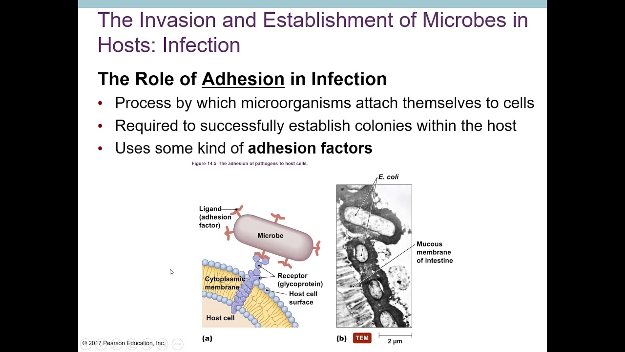 Micro Chapter 14 Part 1 Recorded Lecture Youtube