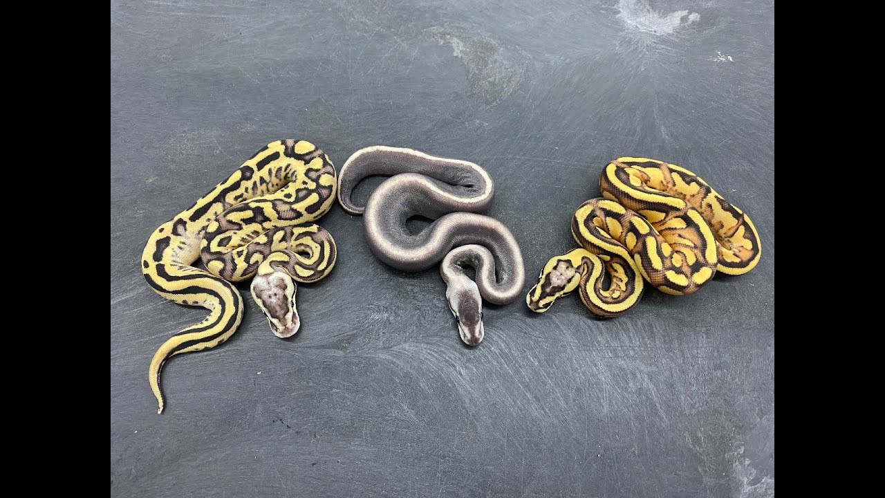 Crazy Yellowbelly Complex And Super Ghi Combos Youtube