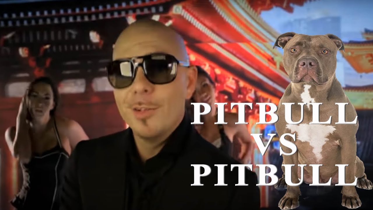 Pitbull Vs Pitbull Youtube