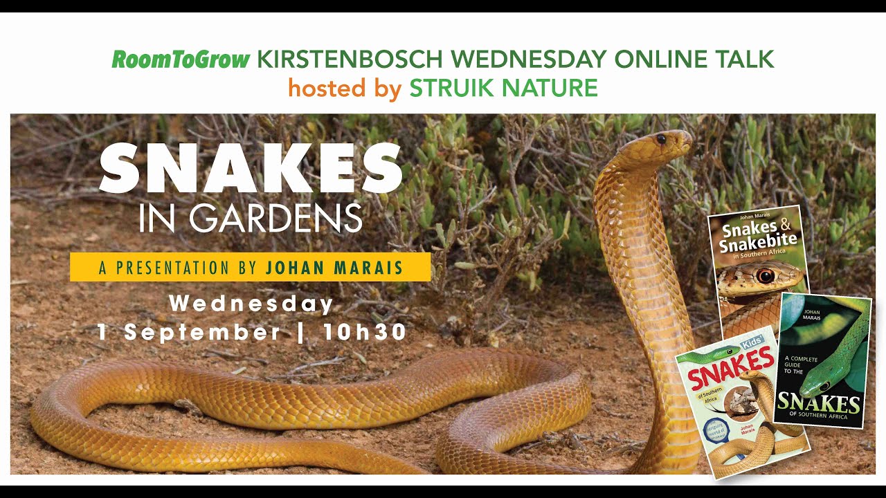 Garden Snakes With Johan Marais Youtube