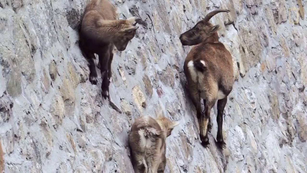 Alpine Ibex Goats Climbing Walls National Geo Graphic Youtube