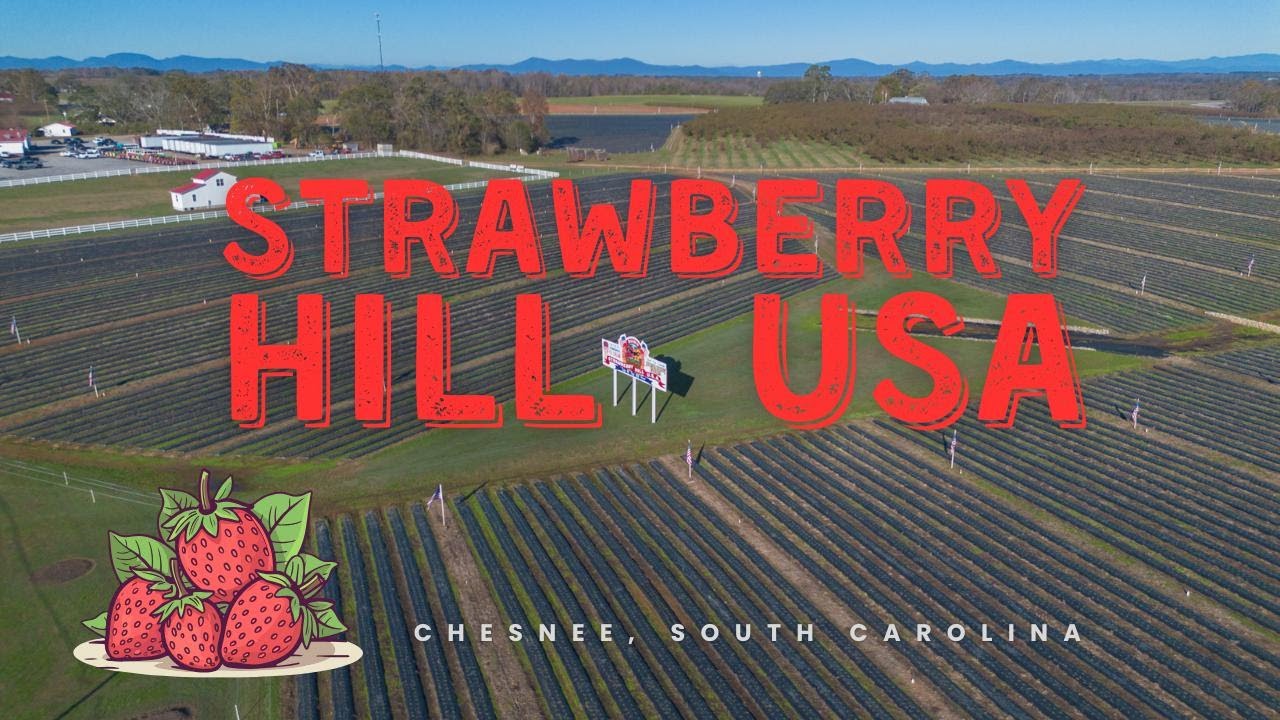 Strawberry Hill Usa Cooley Farms Chesnee South Carolina Youtube