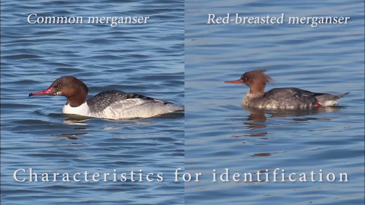 Common Red Breasted Merganser Identification Guide Youtube