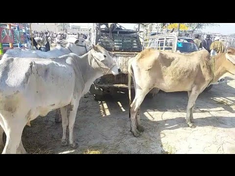 Cow Mating Horse Mating Animals Mating Cross Mating Youtube