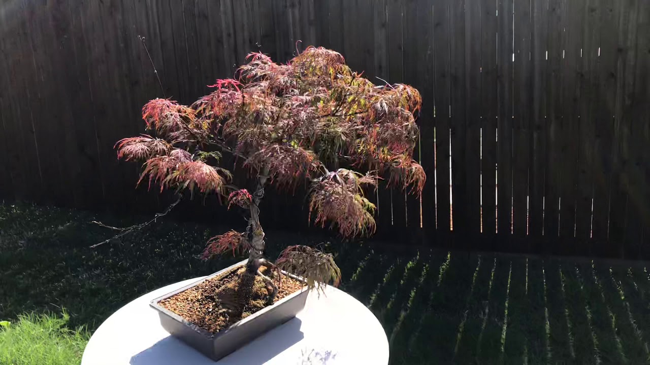 Tamukeyama Japanese Maple Bonsai Youtube
