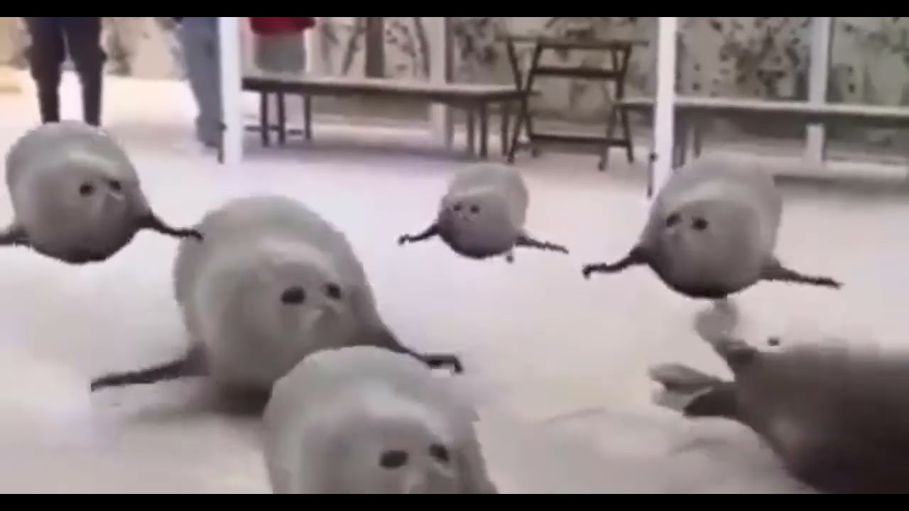 Seals Bouncing 10 Hours At Ava Lazarev Blog