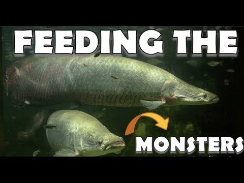 Underwater Monster Fish Feeding Youtube