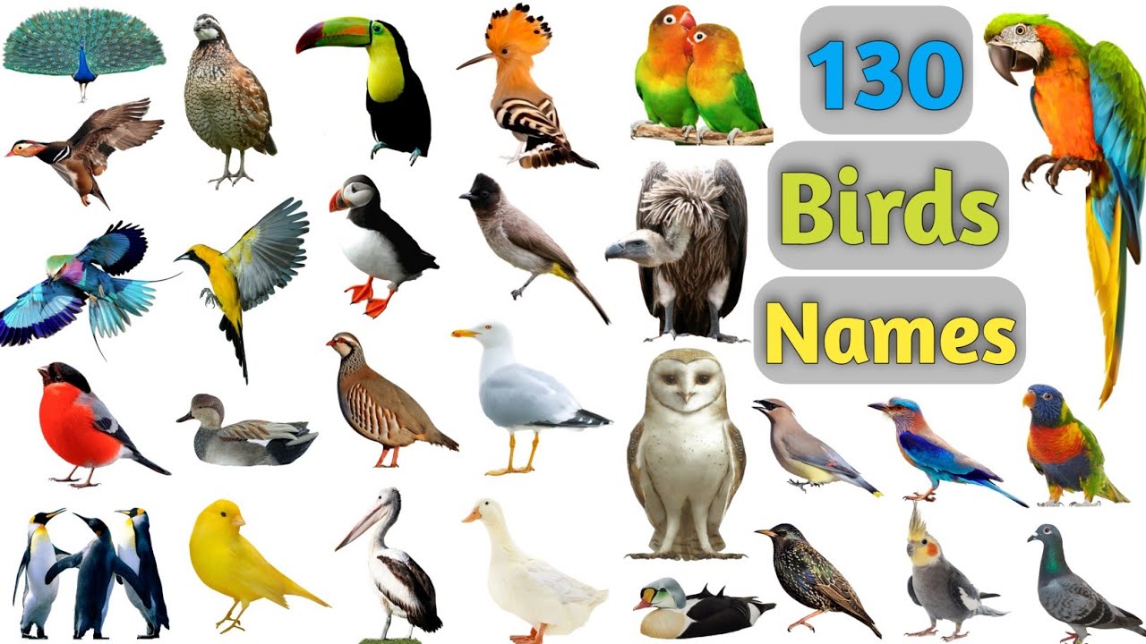 Incredible Collection Of Full 4k Bird Images With Names Over 999