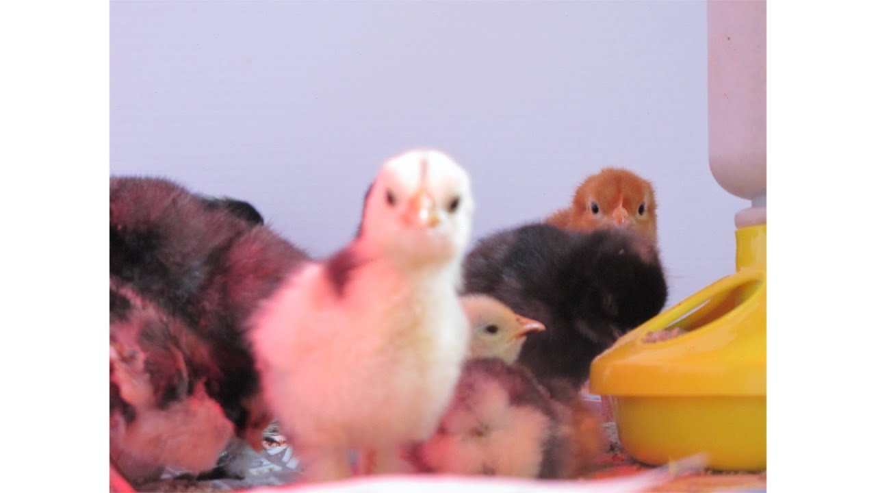 Chicken Tutorial Youtube