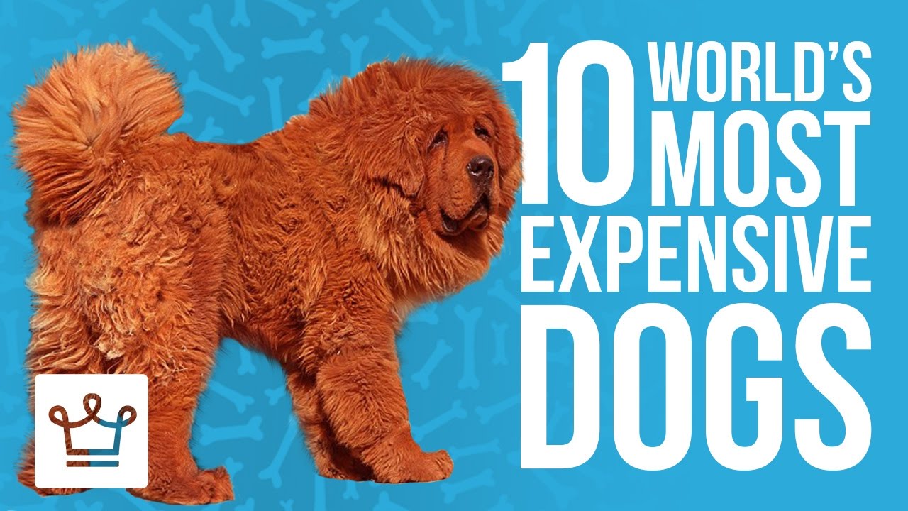 Top 10 Most Expensive Dog Breeds Infoupdate Org