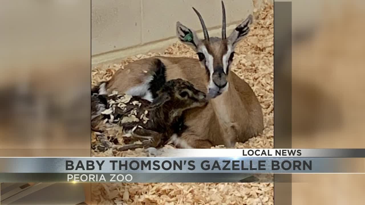 Peoria Zoo Welcomes New Thomson S Gazelle Youtube