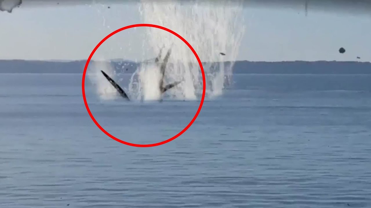 Kraken Sea Monster Tattoos