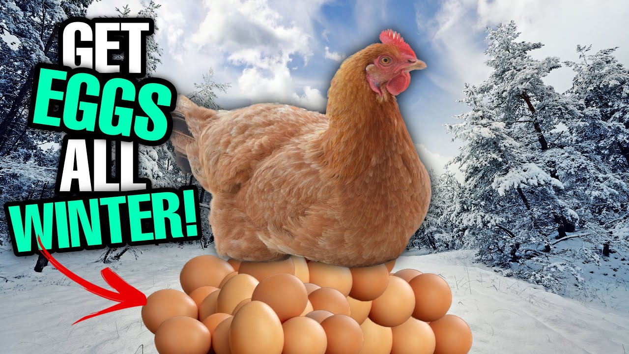 Do This To Get More Eggs This Winter Winter Chicken Care Youtube