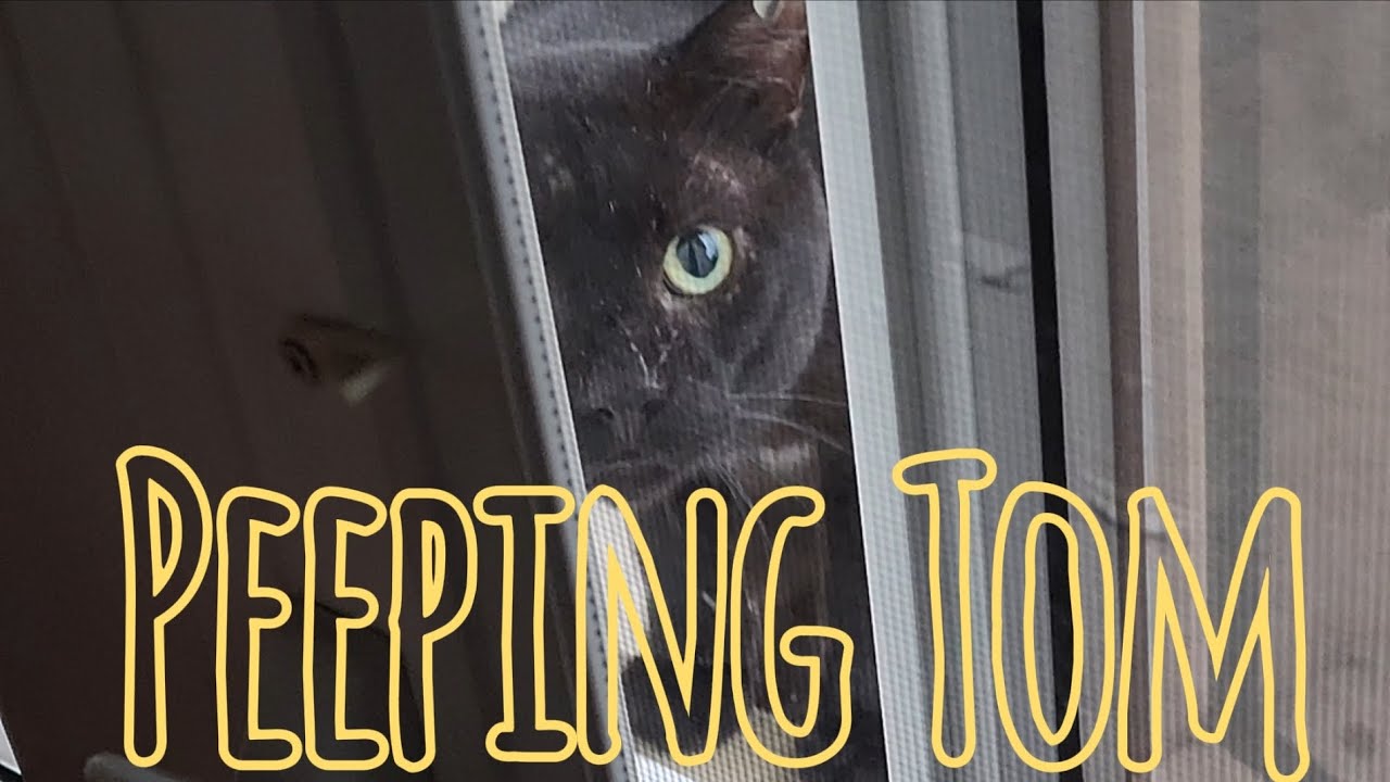 Cattivity Peeping Tom Cat ёяритантмы Youtube