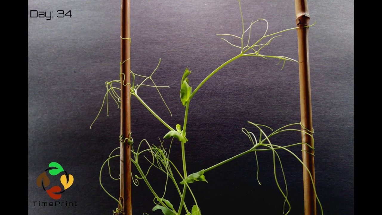 How Plants Climb Time Lapse Youtube