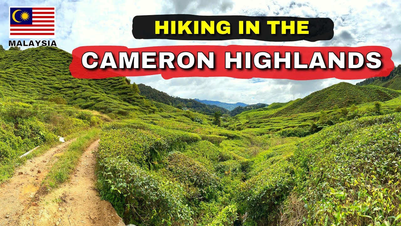 Hiking Trails 10 6 In Cameron Highlands Picturesque Tea Plantations