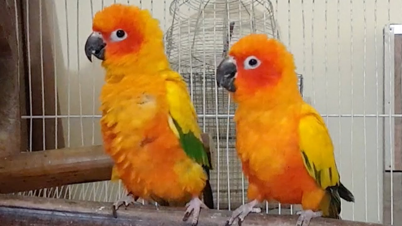 Sun Conure Parrot Breeding Pair Youtube