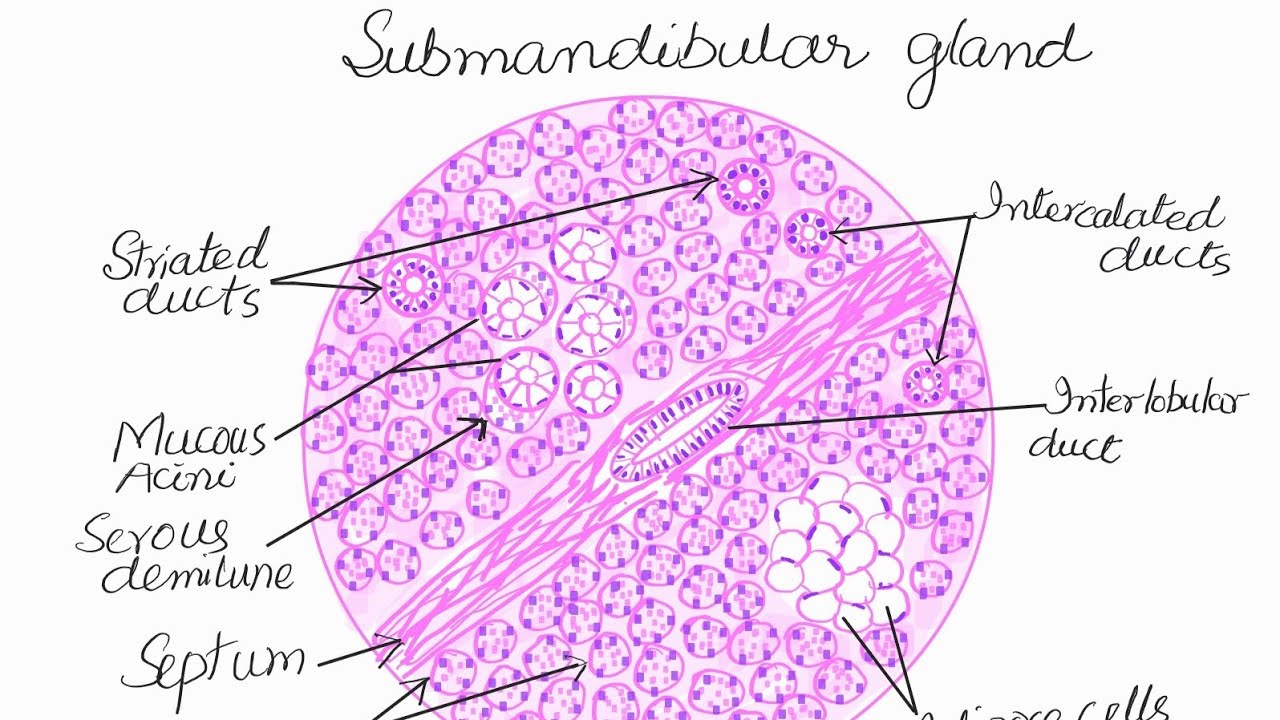 Submandibular Histology