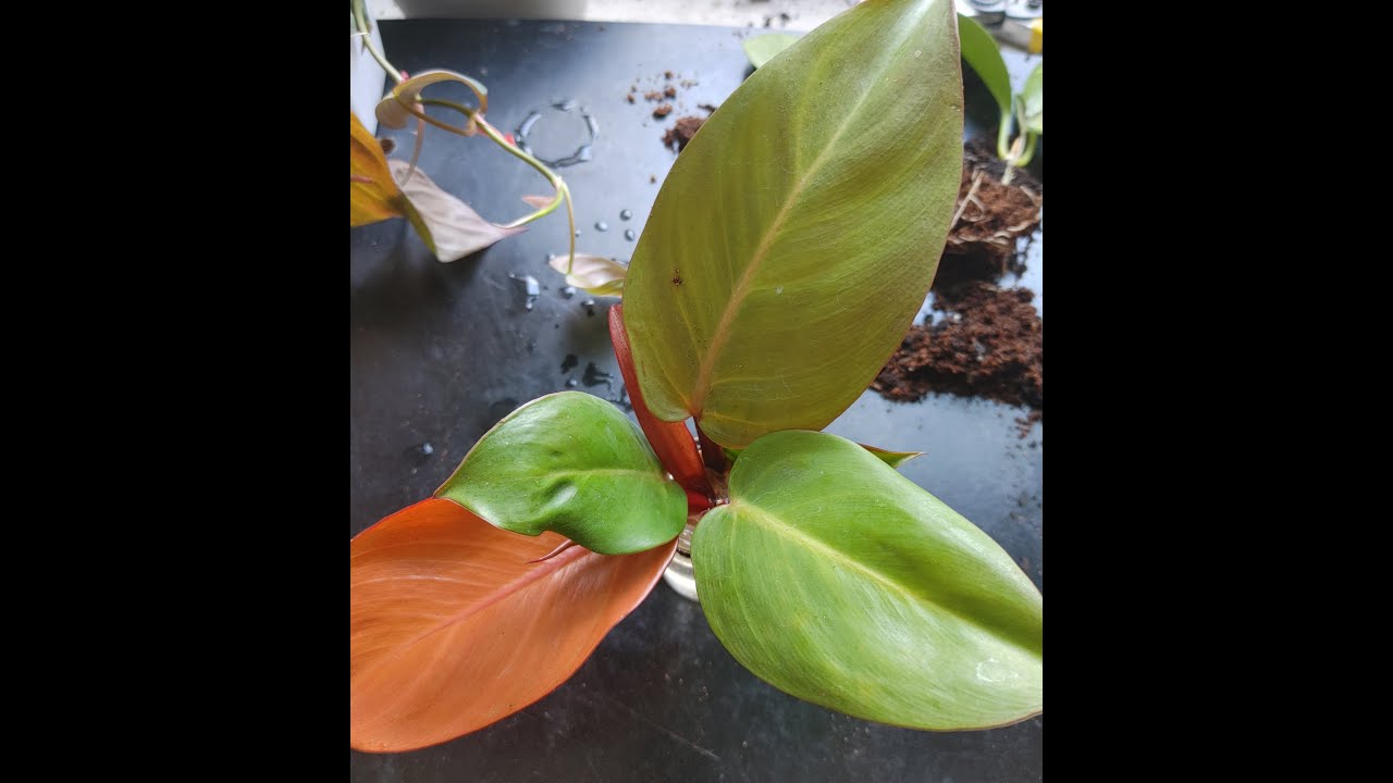 Philodendron Propagation Prince Of Orange Organic Fungus Control