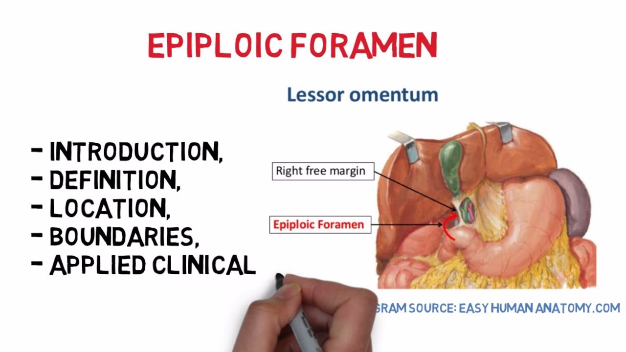 Epiploic Foramen