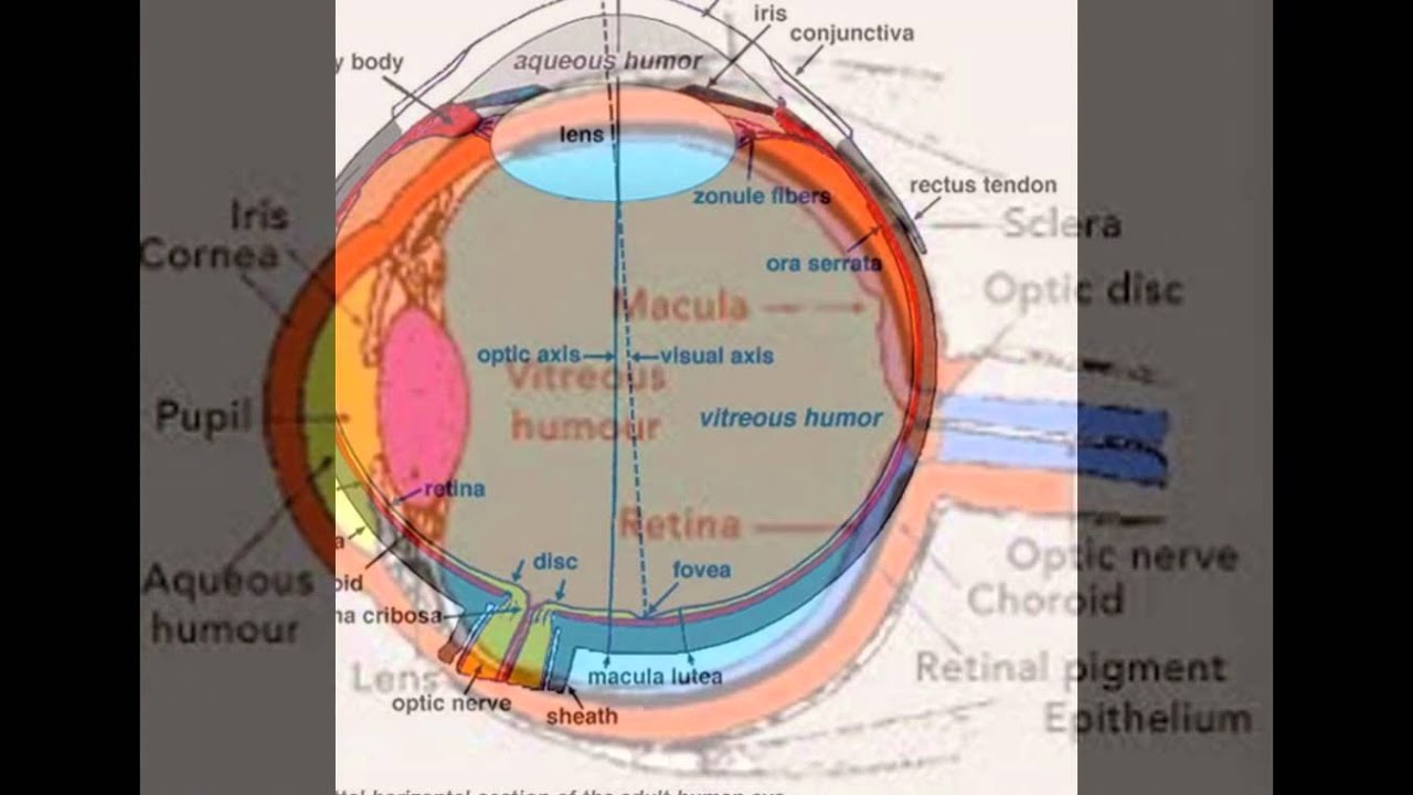 Anatomy And Physiology Of Eye Youtube